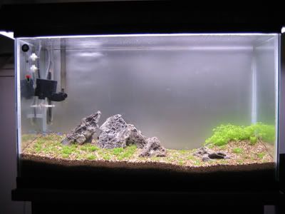Green hair algae outbreak. Help! | The Planted Tank Forum