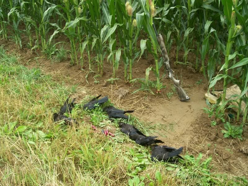 which choke to use for crows? | Shotgun Forum