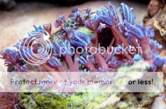 Blue xenia placement | Reef2Reef