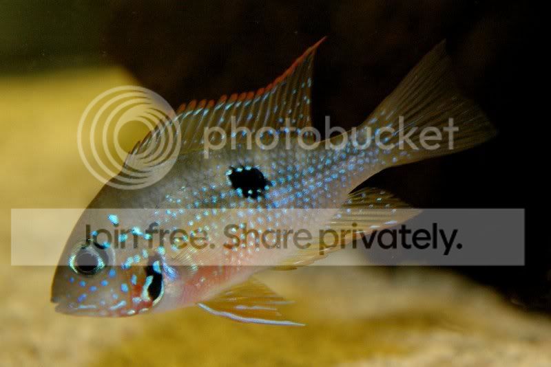 Thorichthys ellioti | AquariaCentral.com