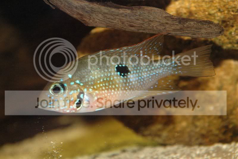 Thorichthys ellioti | AquariaCentral.com