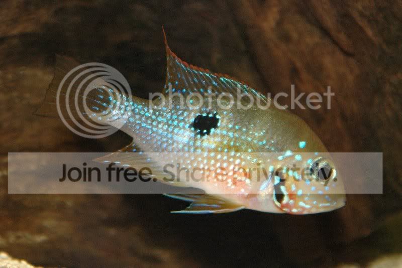Thorichthys ellioti | AquariaCentral.com
