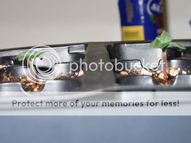 Lowryder#2 Journal | Rollitup