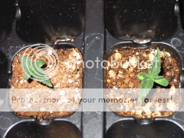 Lowryder#2 Journal | Rollitup