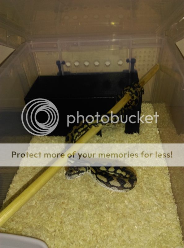 Carpet python Morph? | Reptile Forums