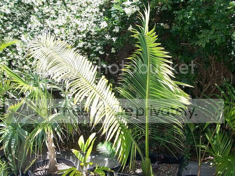 Your new palm acquirements - DISCUSSING PALM TREES WORLDWIDE - PalmTalk