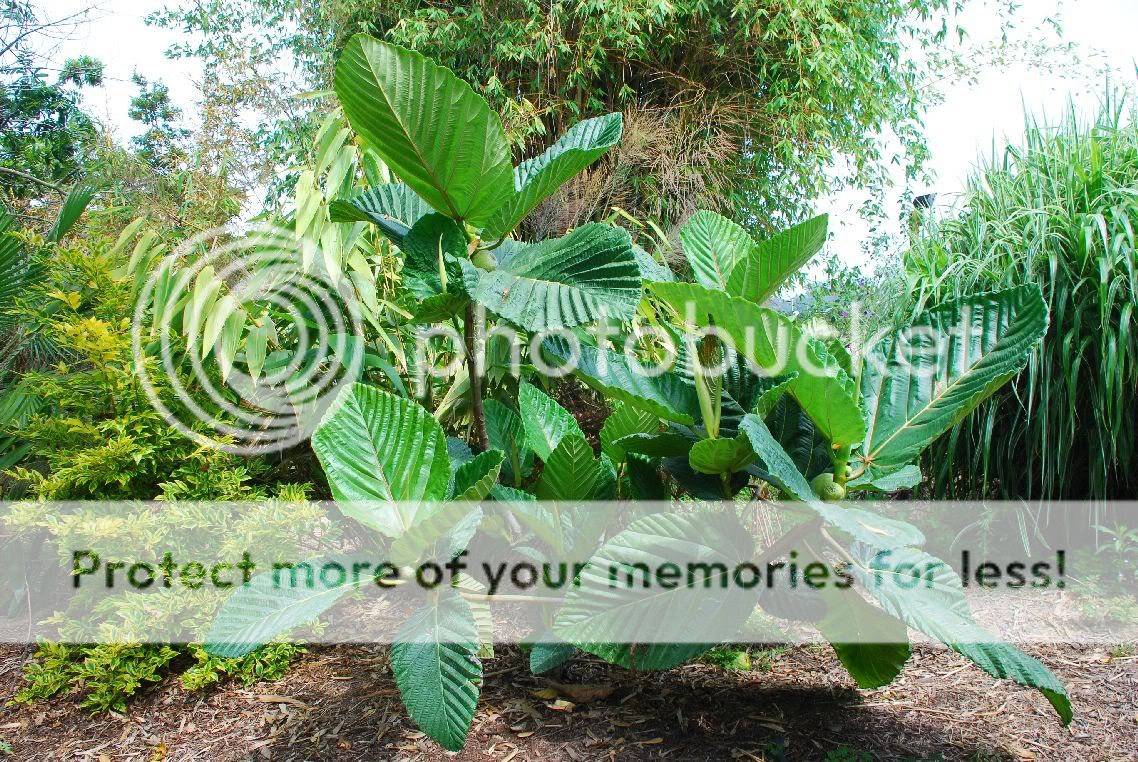 Quail Botanical Gardens - TRAVEL LOGS - PalmTalk