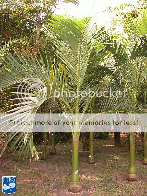 You ultimate favorite palm... - DISCUSSING PALM TREES WORLDWIDE - PalmTalk