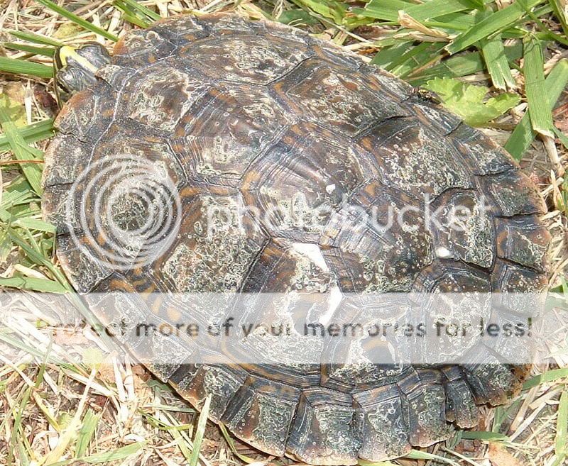 Redearslider.com :: View topic - shell rot?