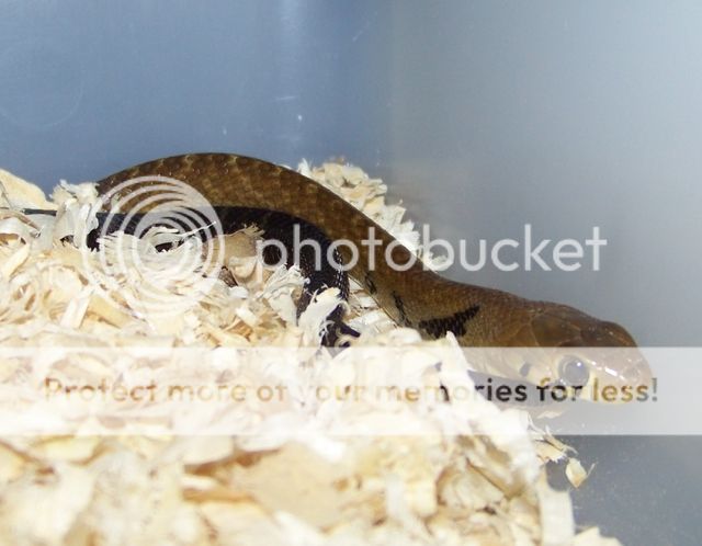 clean line Black Tail Cribo | Reptile Forums