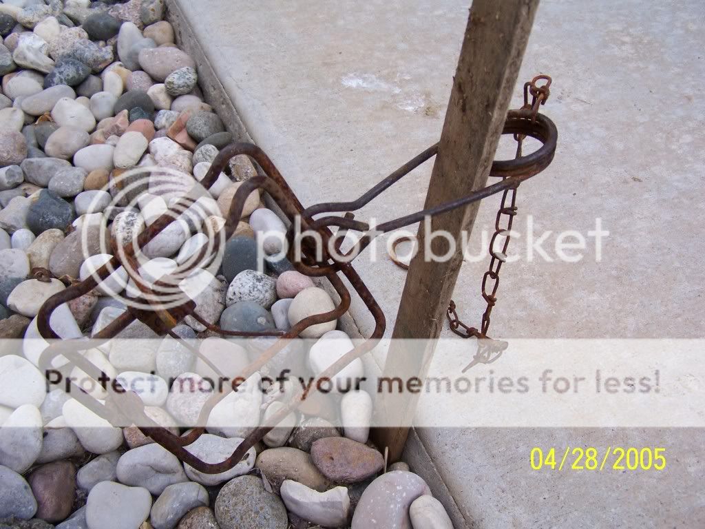 Conibear staking for drain ditch muskrats? | Michigan Sportsman Forum