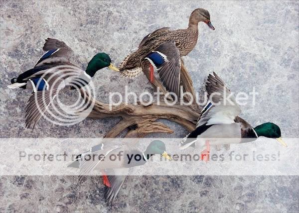 Mallard Cupping Mounts