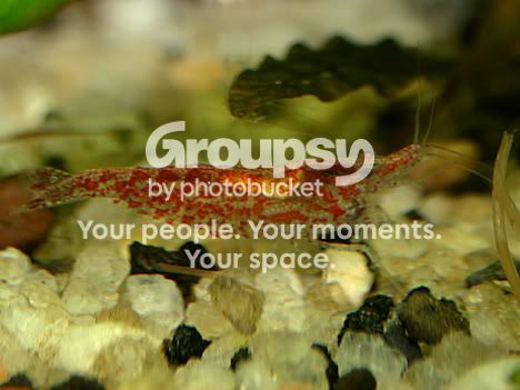 Saddled shrimp | The Planted Tank Forum