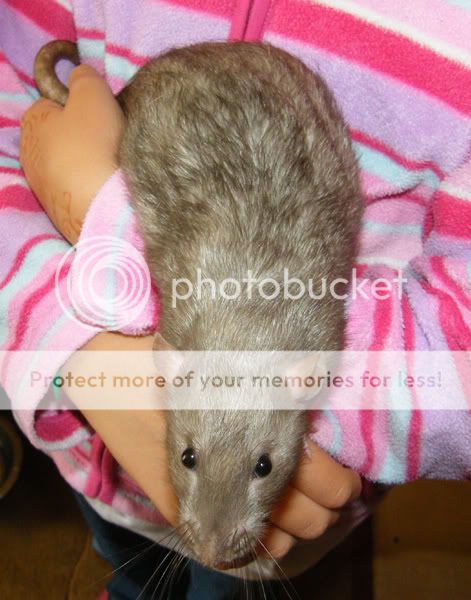 satin fancy rats pics please ! | Page 2 | Reptile Forums