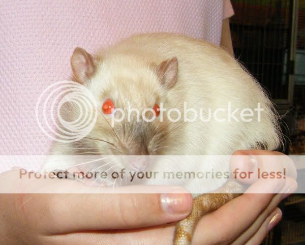 Red Eyes, But Yellow Pupils? Help?? | Rat Forum